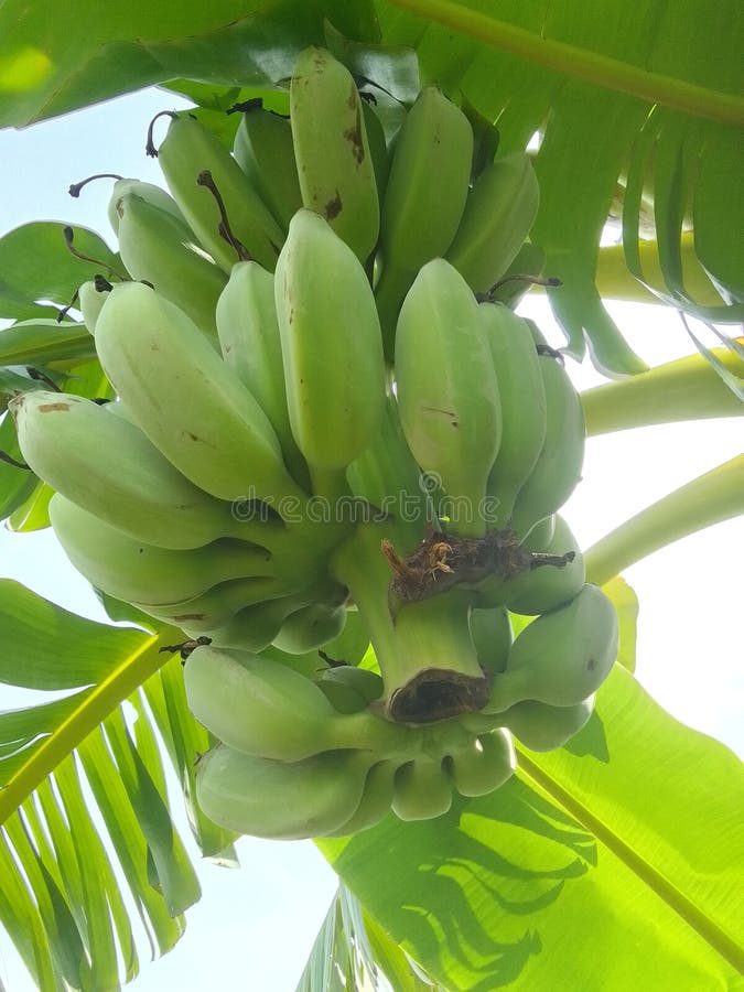 Bananas are Still Green and almost Ripe on the Tree Stock Photo - Image ...
