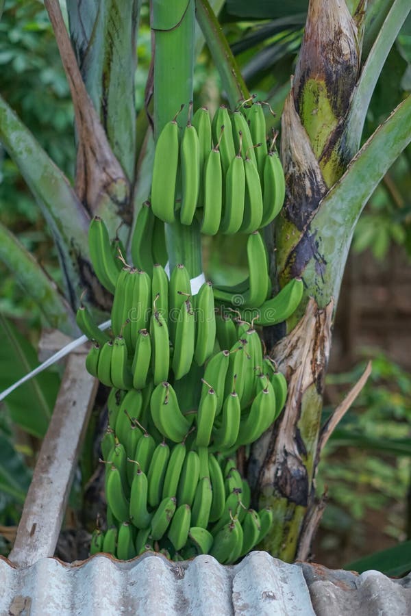 Bananas Still Hanging on the Tree Stock Photo - Image of banana ...