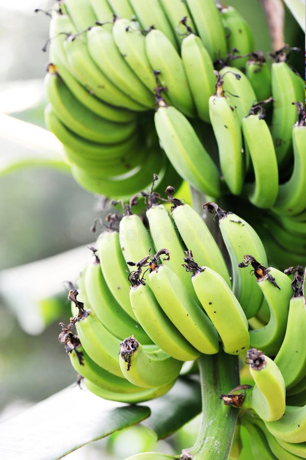 Bananas on tree stock image. Image of fileds, cultivation - 19727155