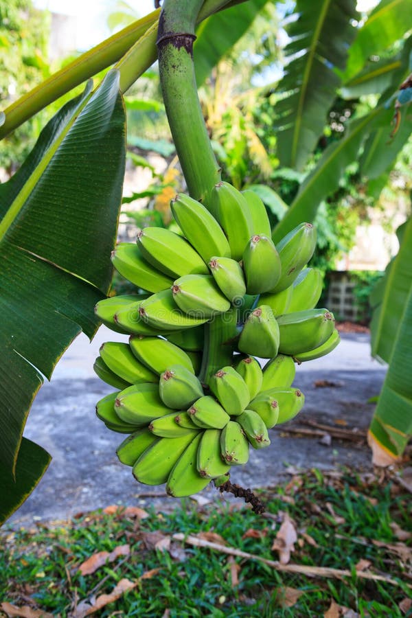 Banana Tree with a Bunch Bananas Stock Image - Image of bunch, bananas ...