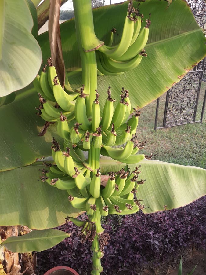 Bananas stock image. Image of leaf, bananas, short, tree - 84106249
