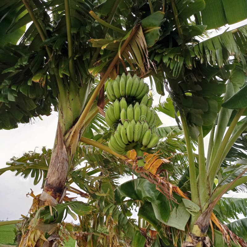 Bananas on the Tree from the Bottom Angle Stock Image - Image of garden ...
