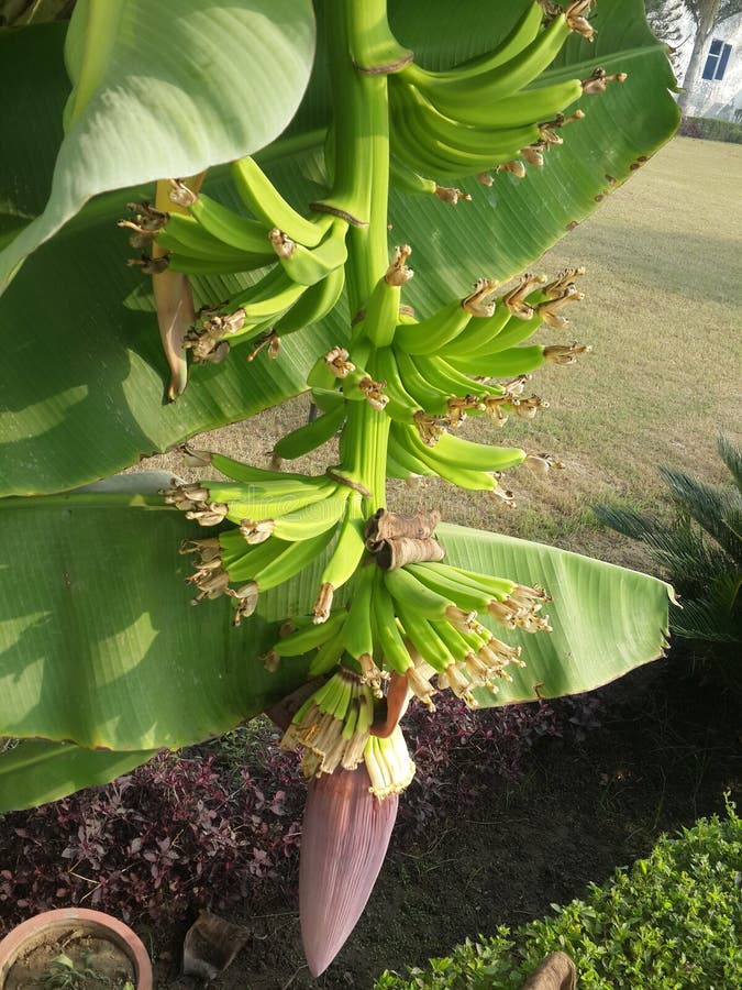 411 Short Bananas Stock Photos - Free & Royalty-Free Stock Photos from ...