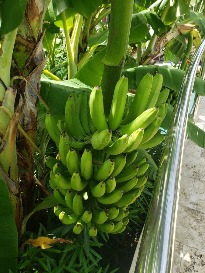 Banane Crescenti - Come Coltivare I Banani Fiori Del Trapianto In Vasi ...