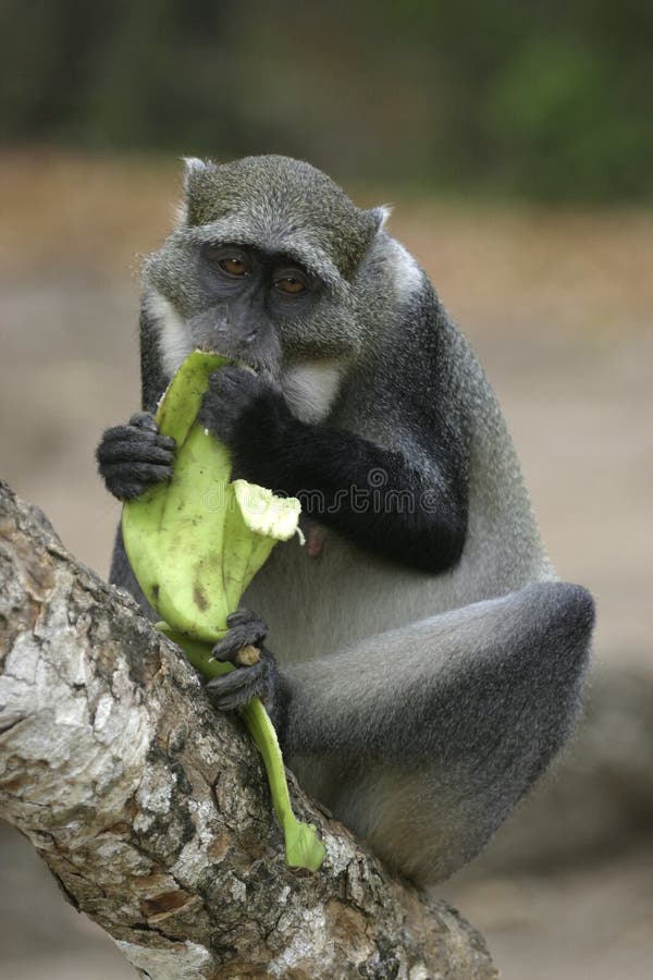 Singe avec la banane photo stock. Image du banane, plaisir - 35307402