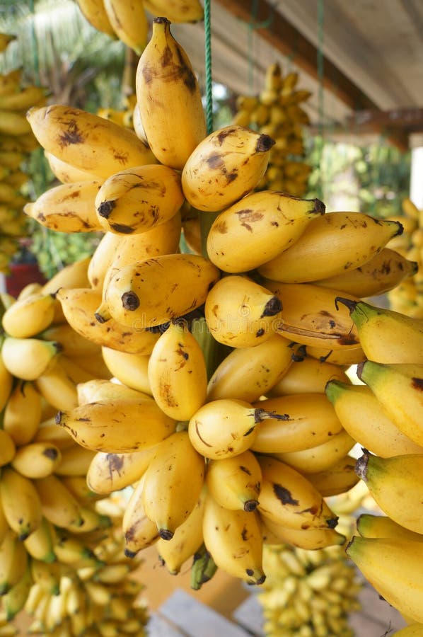 Banane douce photo stock. Image du organique, vivacité - 74866608