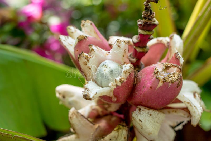 Banane Fleurissante De Banane Rose Image stock - Image du jardin, acide ...