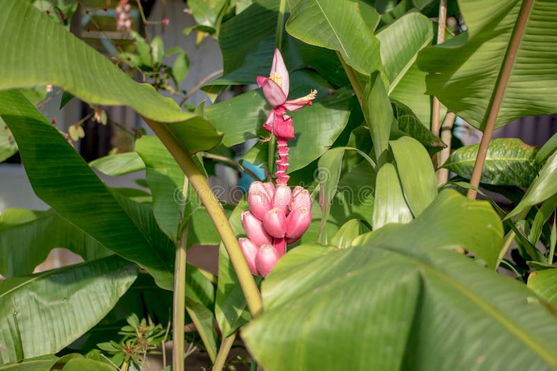 Banane Fleurissante De Banane Rose Image stock - Image du jardin, acide ...
