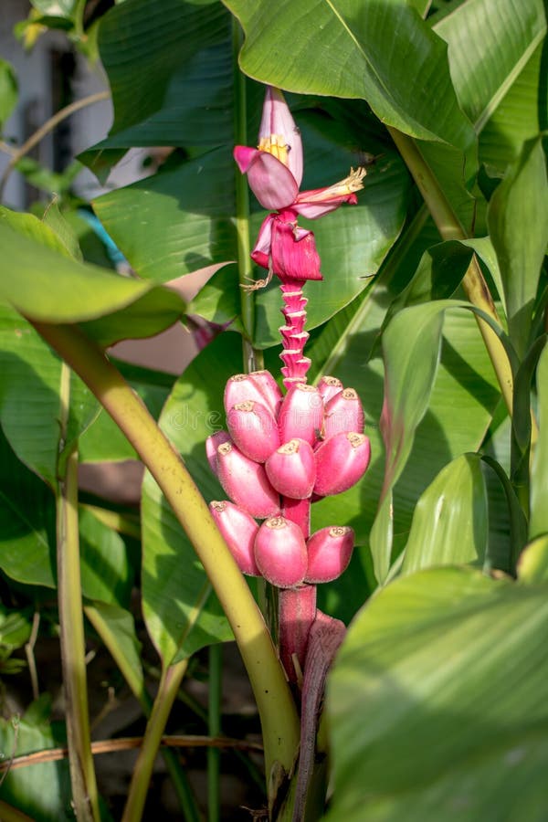 Banane Fleurissante De Banane Rose Image stock - Image du jardin, acide ...