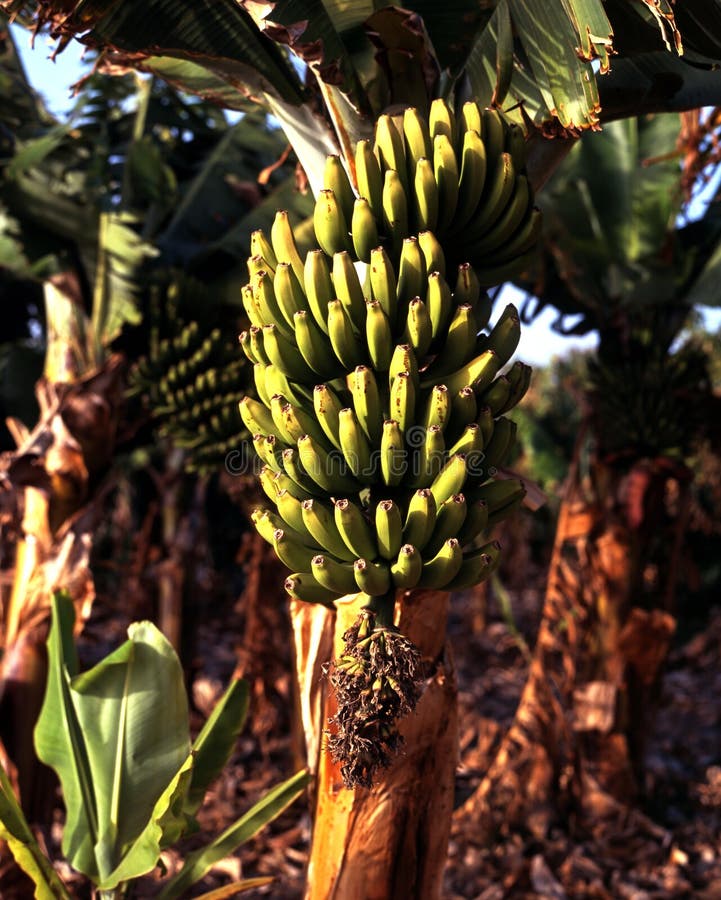 Banane Verdi Sull'albero, Tenerife. Fotografia Stock - Immagine di ...