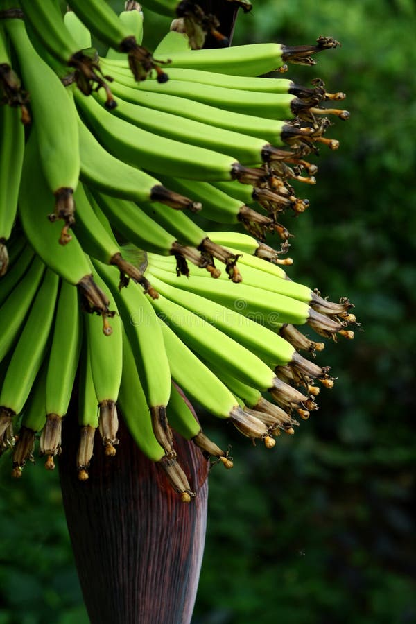 Banane verte photo stock. Image du nature, fruits, légume - 15918862