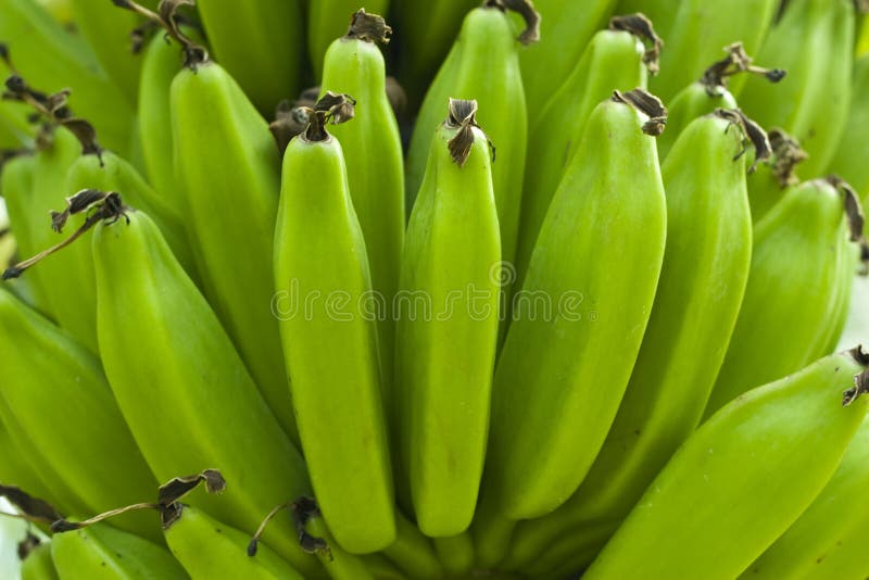 Banane verte image stock. Image du centrale, vibrant - 15752647