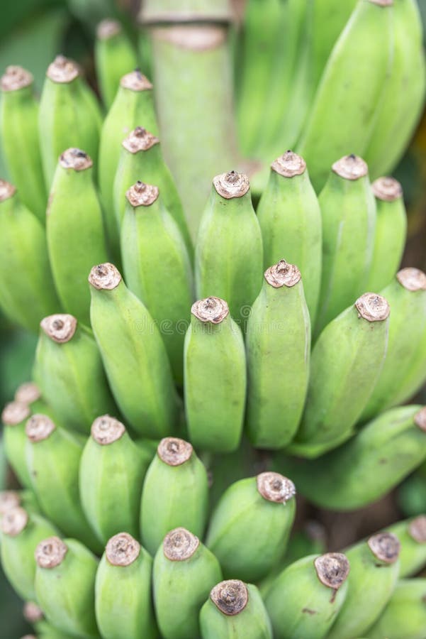 Banane verte image stock. Image du vert, batterie, immature - 34067443