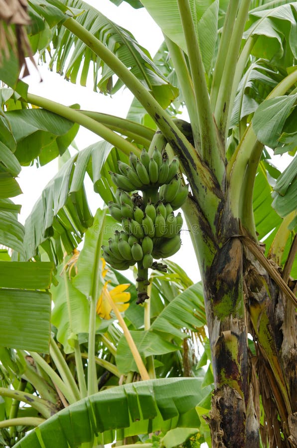 Bananen auf dem Baum stockbild. Bild von banane, nahrung - 46043739