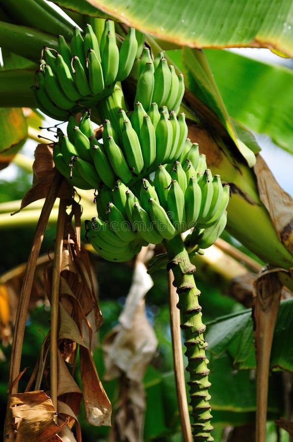 Bananenbaum Mit Einem Bündel Bananen Stockfoto - Bild von cavendish ...