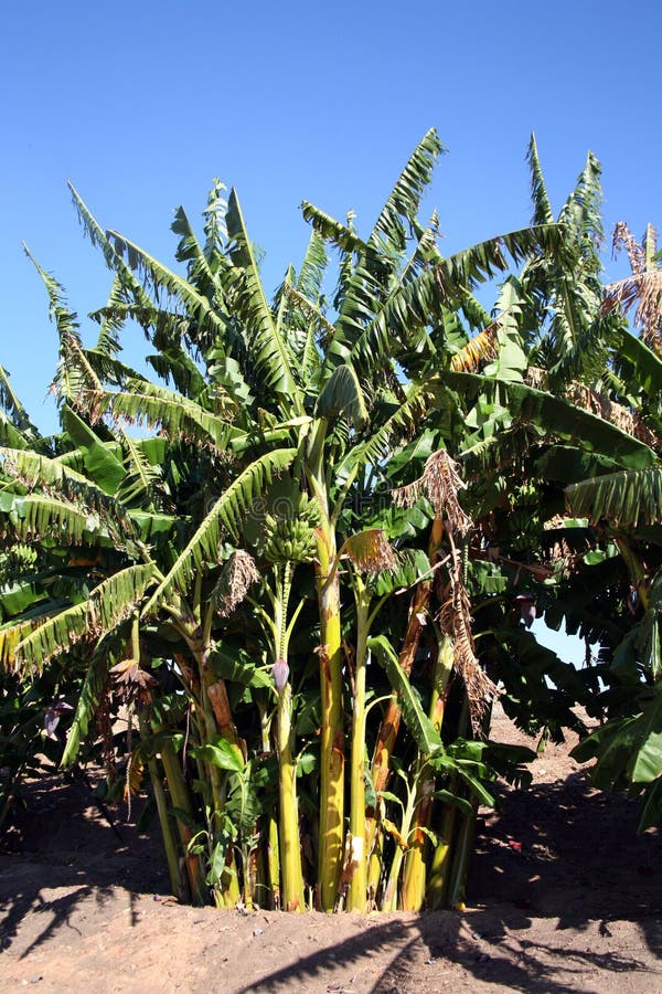 Banane stockfoto. Bild von bauernhof, garten, klima, afrika - 14599120