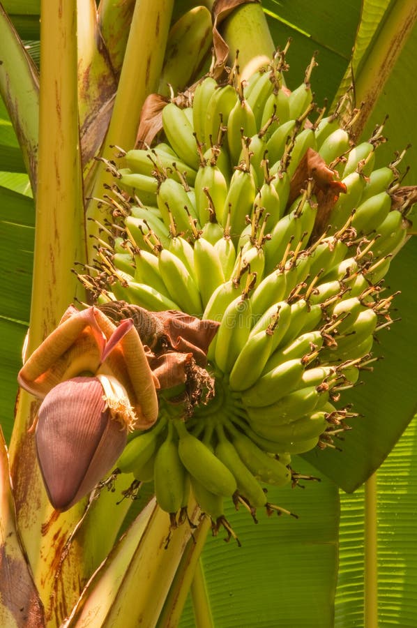 Bananenbaum stockfoto. Bild von bündel, garten, zweig - 23741540