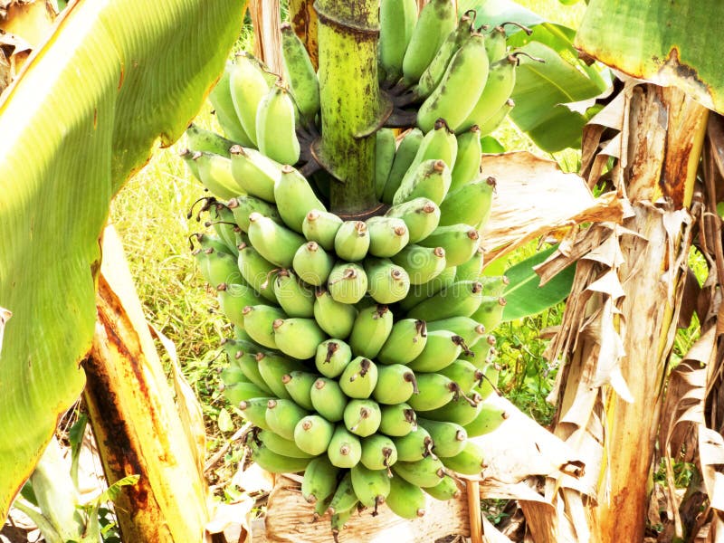 Bananenbaum stockfoto. Bild von pflegen, früchte, landwirtschaftlich ...