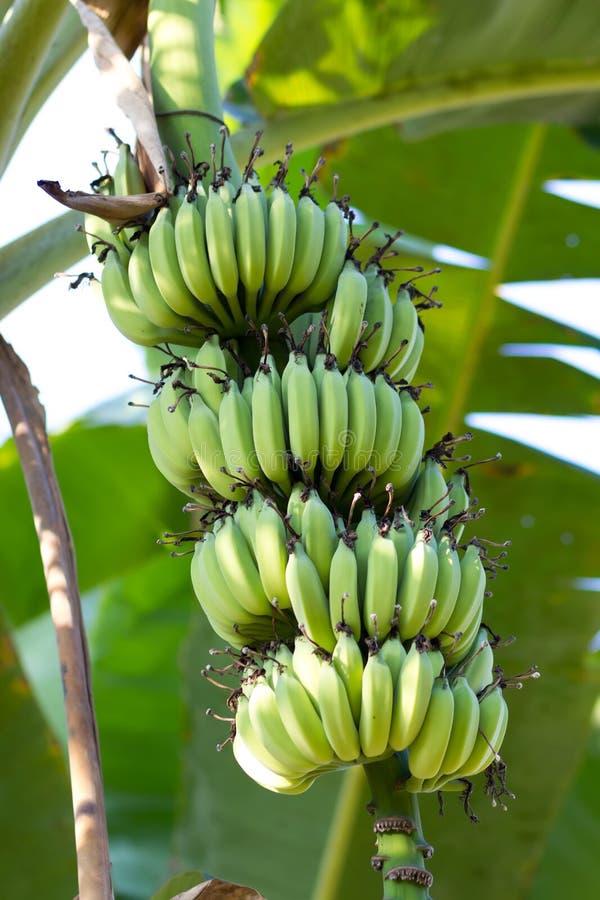 46,253 Bananenbaumblume Fotos - Kostenlose und Royalty-Free Stock-Fotos ...