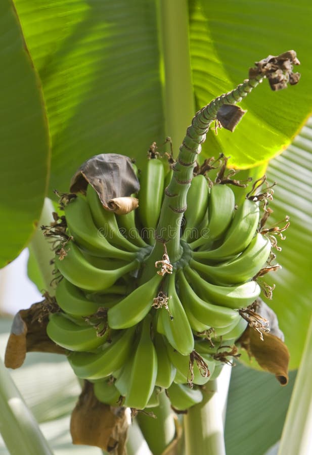 Bananenbaum stockfoto. Bild von bedeutung, reifen, hoch - 6583408