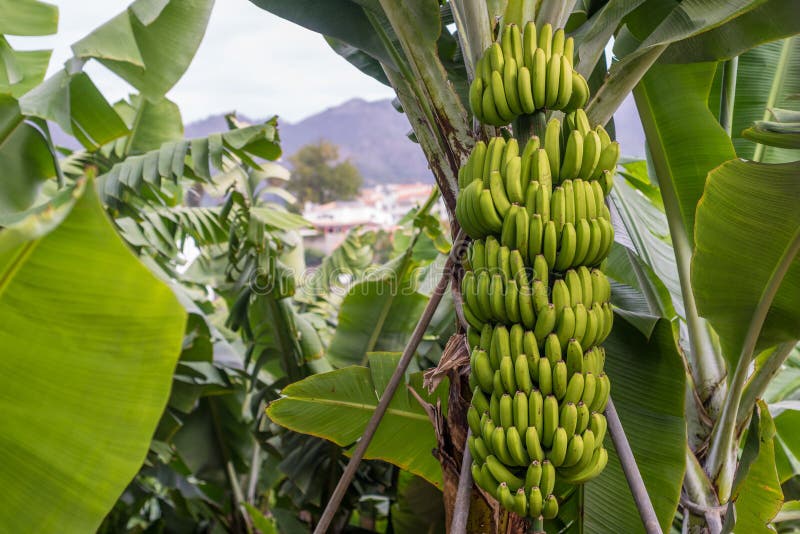 Bananenbaum Mit Einem Bündel Bananen Stockfoto - Bild von bündel, holz ...