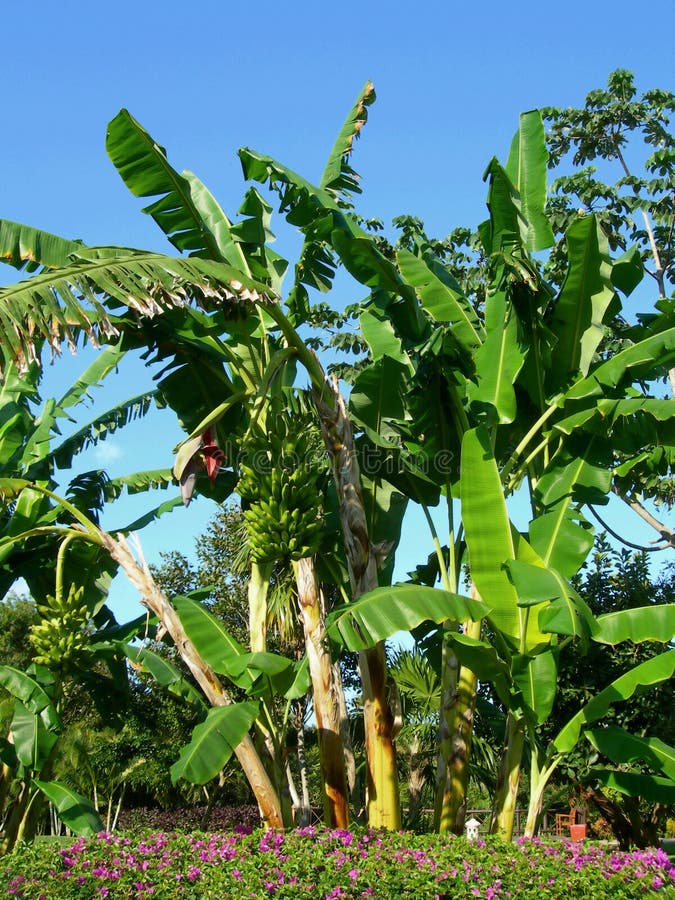 Bananenbaum und -bündel stockbild. Bild von wald, blatt - 6535147