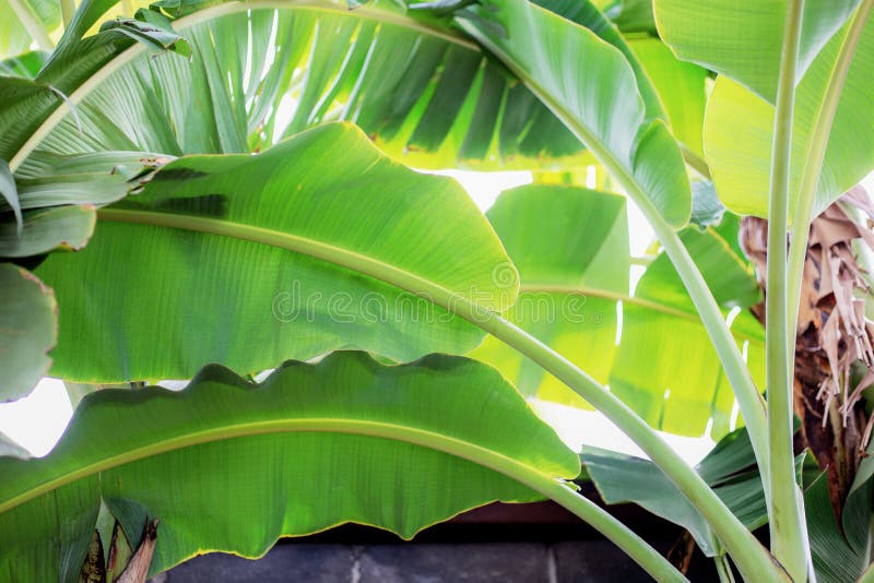 Grüne Bananen Im Garten am Bananenbaum Auf Einer Landwirtschaftlichen ...