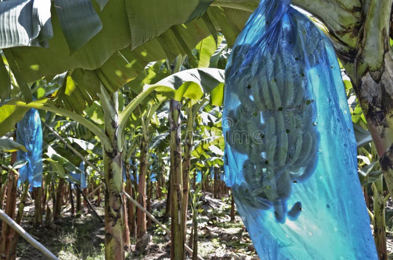 Organische Bananen-Plantage Stockfoto - Bild von bewirtschaften, banane ...