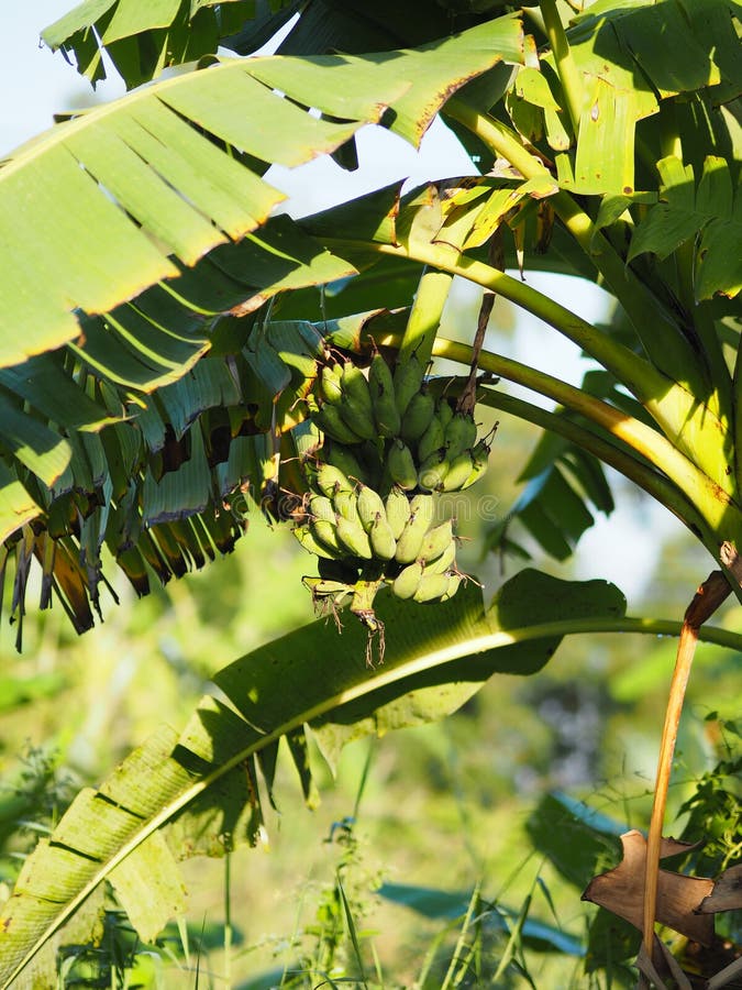 Bananenstaude im Garten stockfoto. Bild von grün, sonnenschein - 130524974
