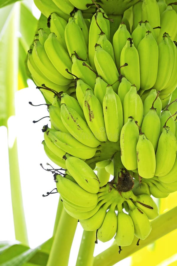 Bananer arkivfoto. Bild av banta, naturligt, frukt, klunga - 16188842