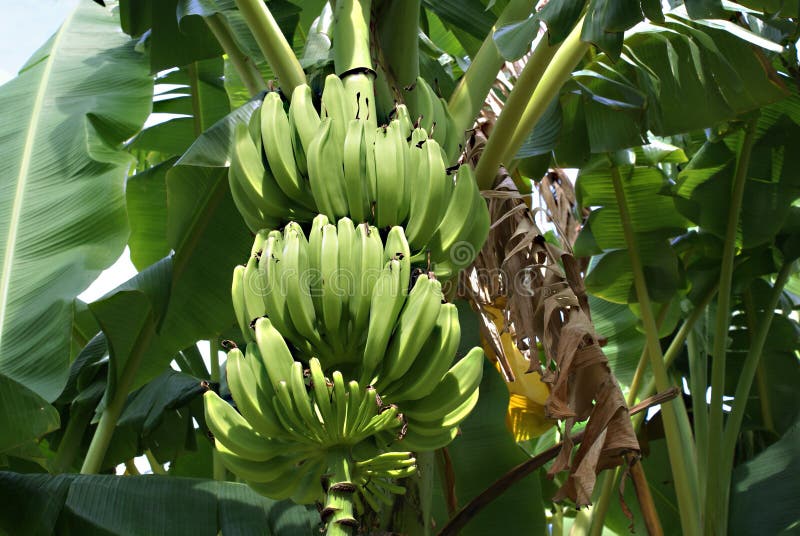Bananes vertes sur l'arbre photo stock. Image du lames - 47978756