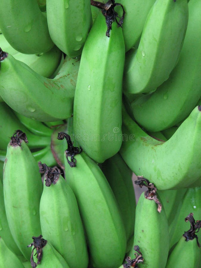 Bananes Vertes Sur Un Bananier Image stock - Image du dieting, banane ...