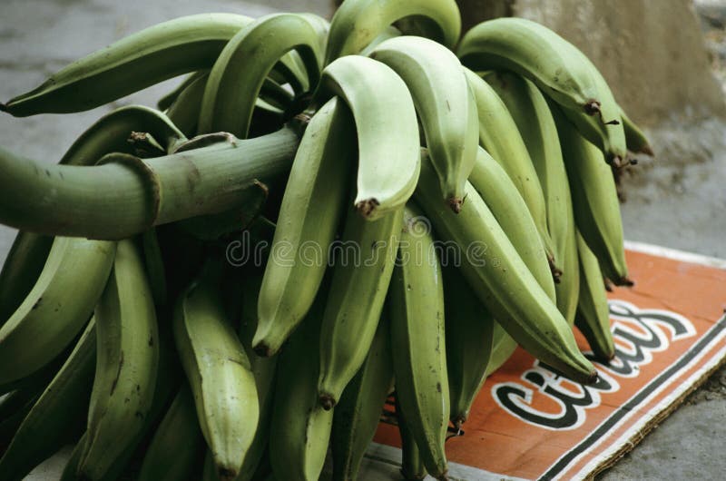 Bananes vertes sur l'arbre photo stock. Image du lames - 47978756