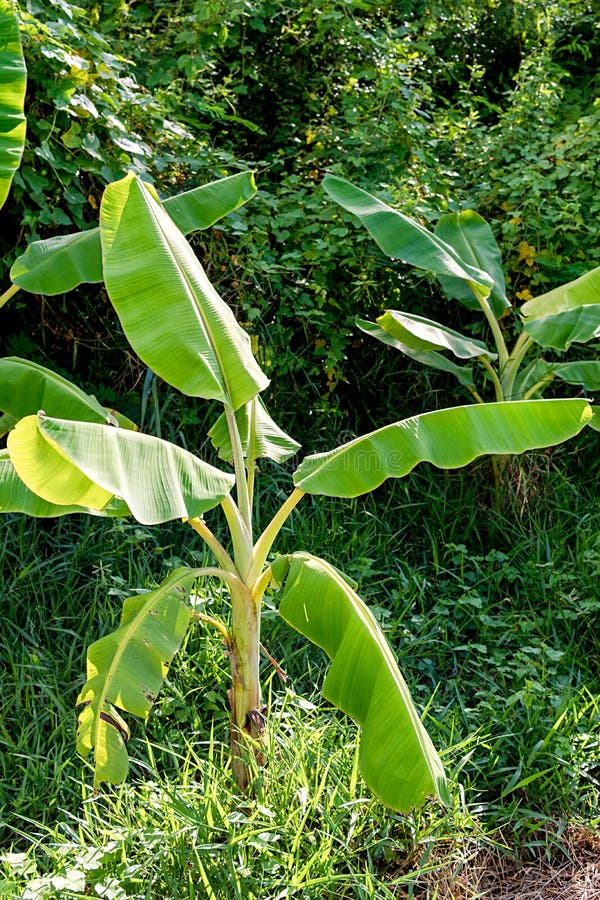 Il Fiore Della Banana Sta Andando Coltivare Le Banane Su Un Banano ...