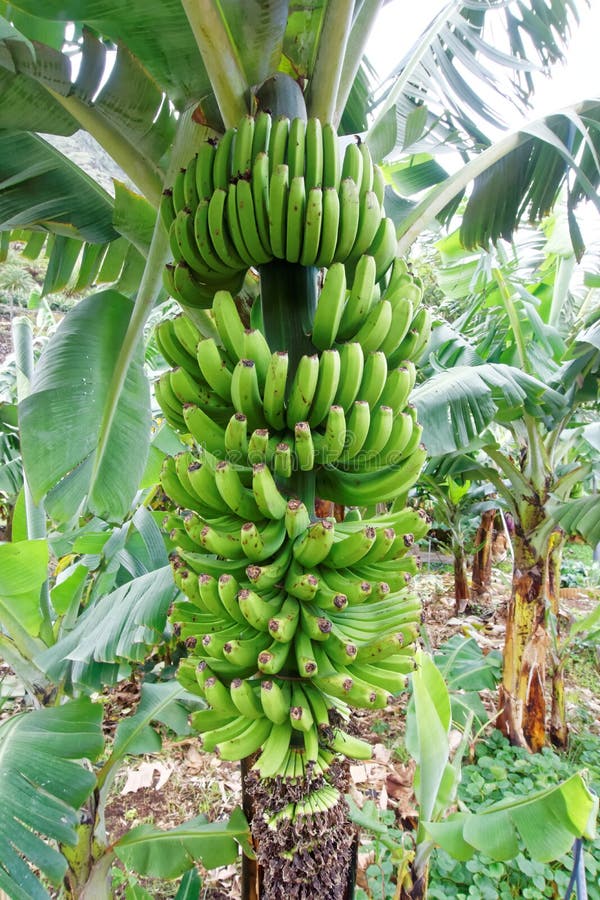 Bananier photo stock. Image du sain, fruit, arrêter, agriculture - 4757266