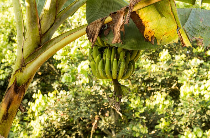 Groupe De Banane Sur L'arbre Image stock - Image du banane, isolement ...