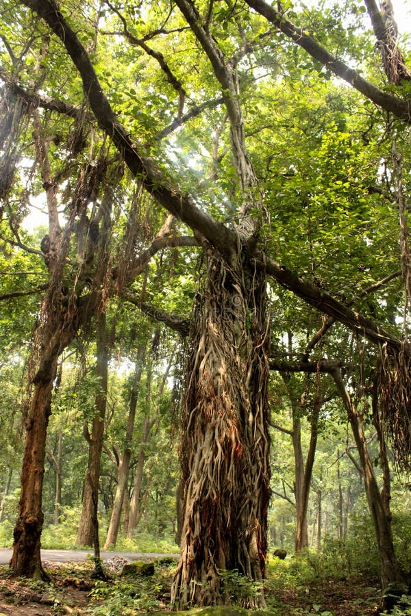Bananier image stock. Image du île, arbre, scénique - 255328031