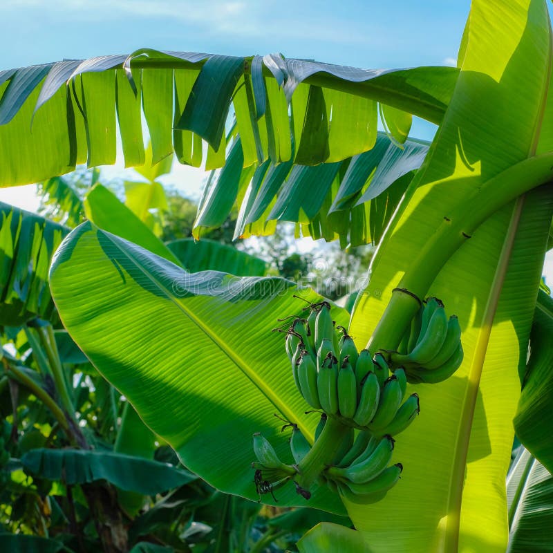 Un Bananier Avec Des Bananes Photos Stock - Téléchargez 38 Photos ...