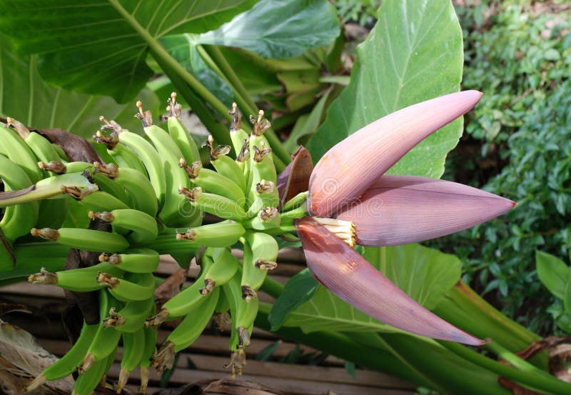 Bananier photo stock. Image du bananier - 130320364