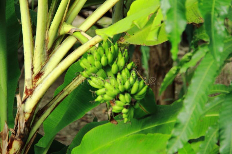 Par les bananiers photo stock. Image du bateau, indien - 70638898