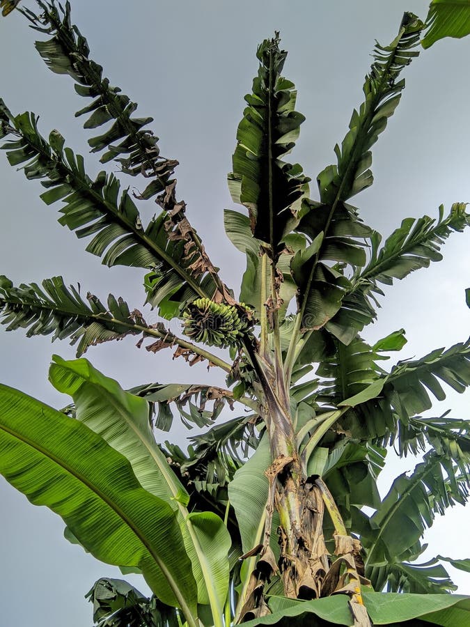 Bananna Tree with Bananna Fruit from Below Stock Image - Image of ...