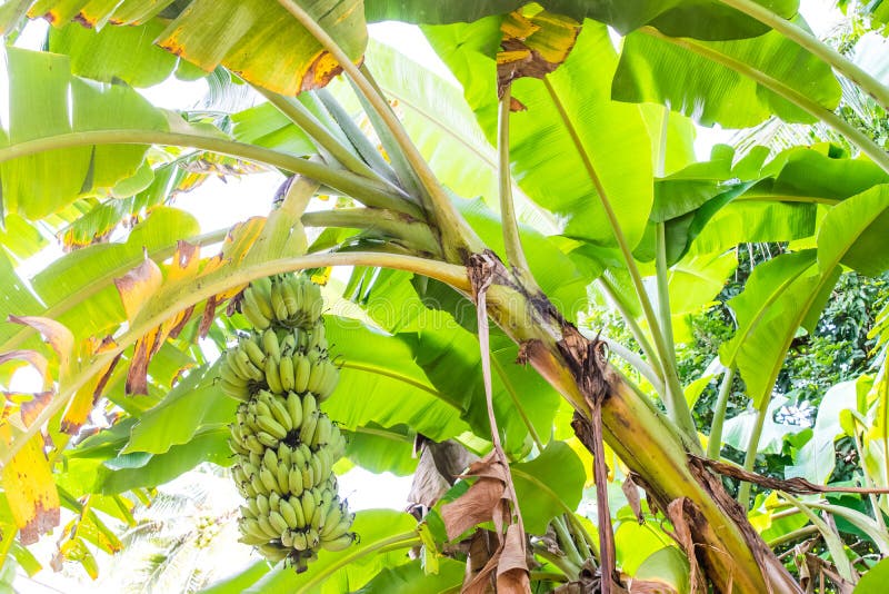 Grande Banana Verde Che Appende Sul Banano Fotografia Stock - Immagine ...