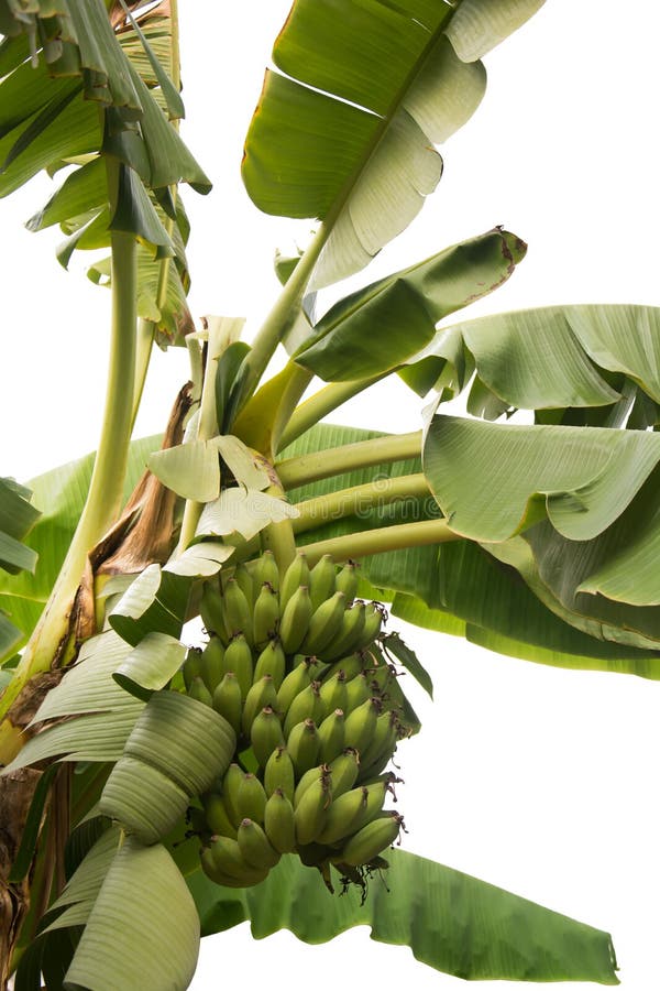 Banano Isolato Su Fondo Bianco Immagine Stock - Immagine di banana ...