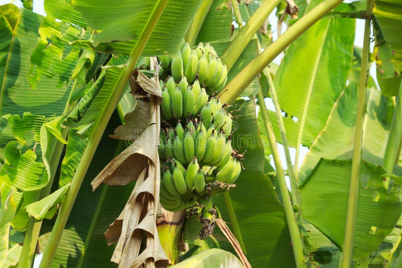 Frutti Di Maturazione Della Banana Sul Banano Fotografia Stock ...