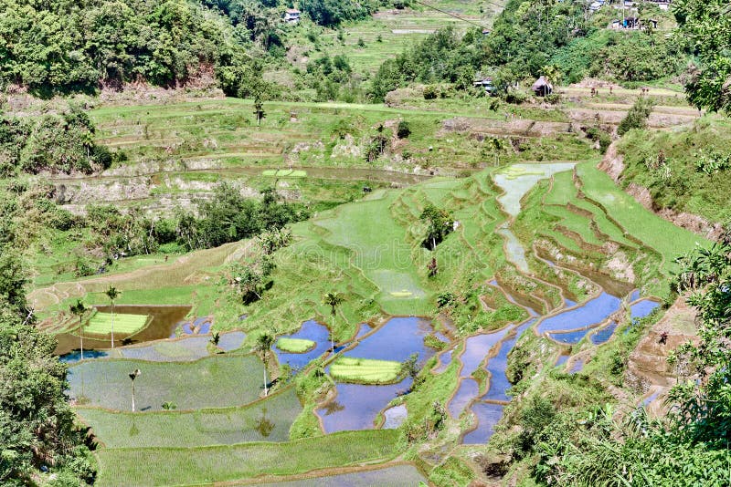Banaue Batad Rice Paddy Terrace Fields Stock Image - Image of ifugao ...