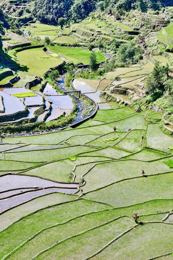 Banaue Batad Rice Paddy Terrace Fields Stock Image - Image of cuisine ...