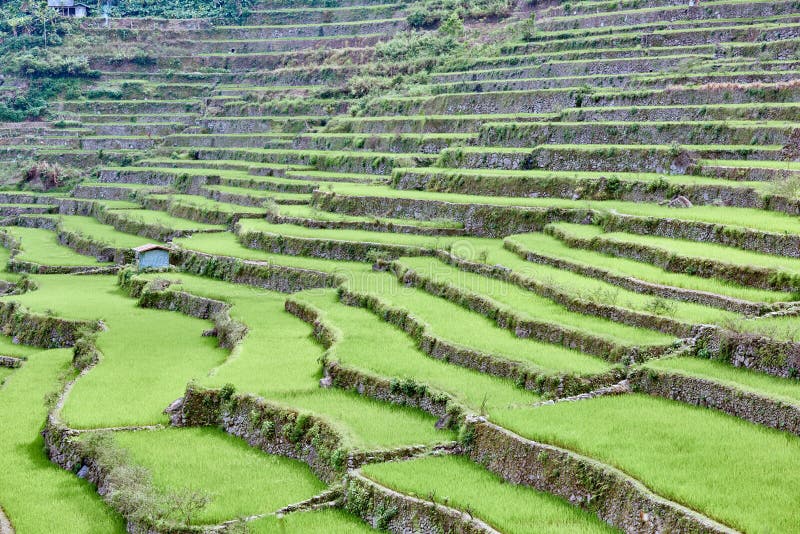 Banaue Batad Rice Paddy Terrace Fields Stock Photo - Image of ...