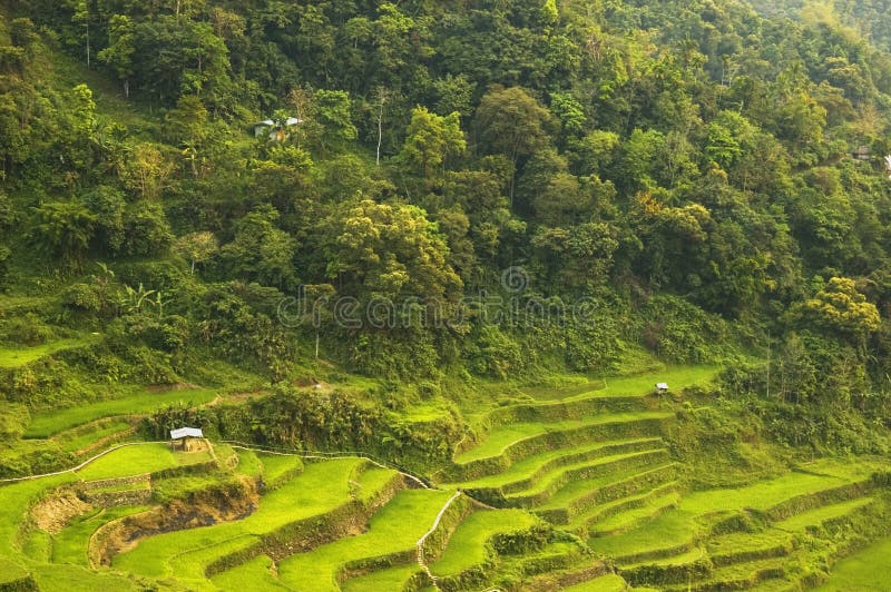Banaue Rice Terraces Picture. Image: 3006592