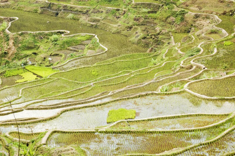 Banaue Rice Terraces Picture. Image: 5764149
