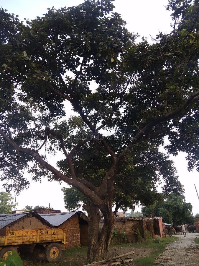 Banaya n tree in indian stock photo. Image of plant - 224325268